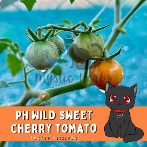 Philippine Wild Sweet Cherry Tomato Seeds; [Local Heirloom] (Mystic ...