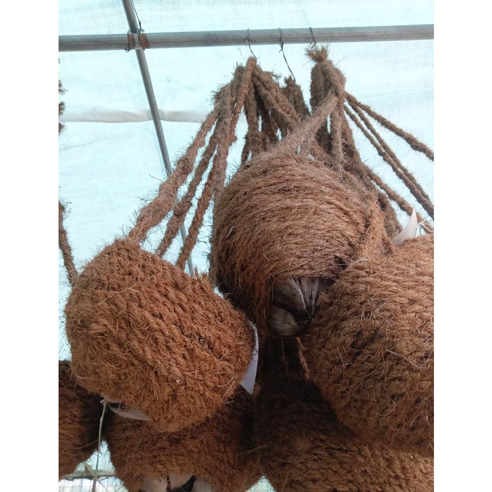 1 PC Organic Hanging Coco Pot - Ready to Use | Shopee Philippines