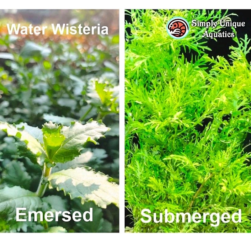 Water Wisteria low tech Aquatic Plant | Shopee Philippines