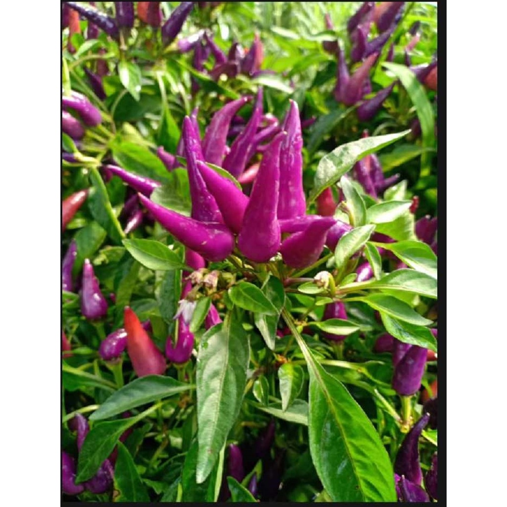 Malaysian Sili (Purple Chili) - free pot and white pebbles | Shopee ...
