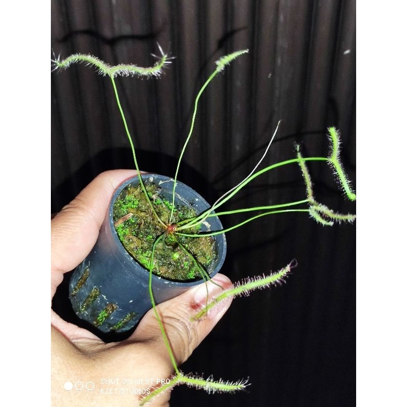 Drosera Binata Multifida var Extrema carnivorous sundew SMALL | Shopee ...