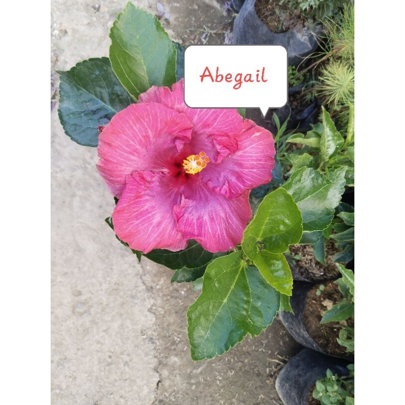 Abegail Gumamela Flowers (Luzon only) | Shopee Philippines