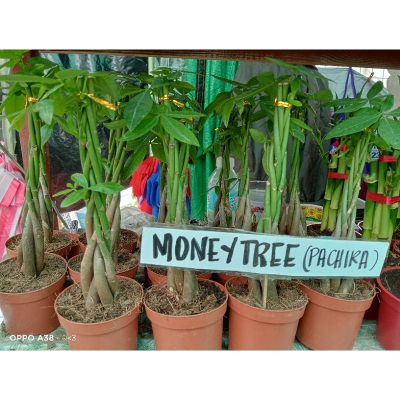 Pachira Aquatica Money Tree | Shopee Philippines
