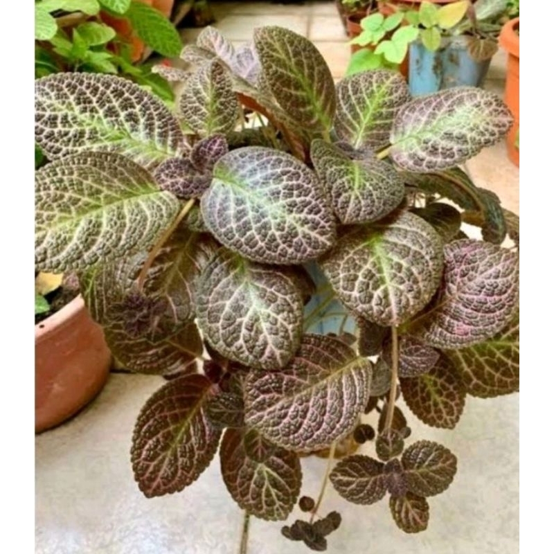 Episcia/ Episcia Cupreata/ Flame Violet/ Halaman na/ Stem Cuttings ...
