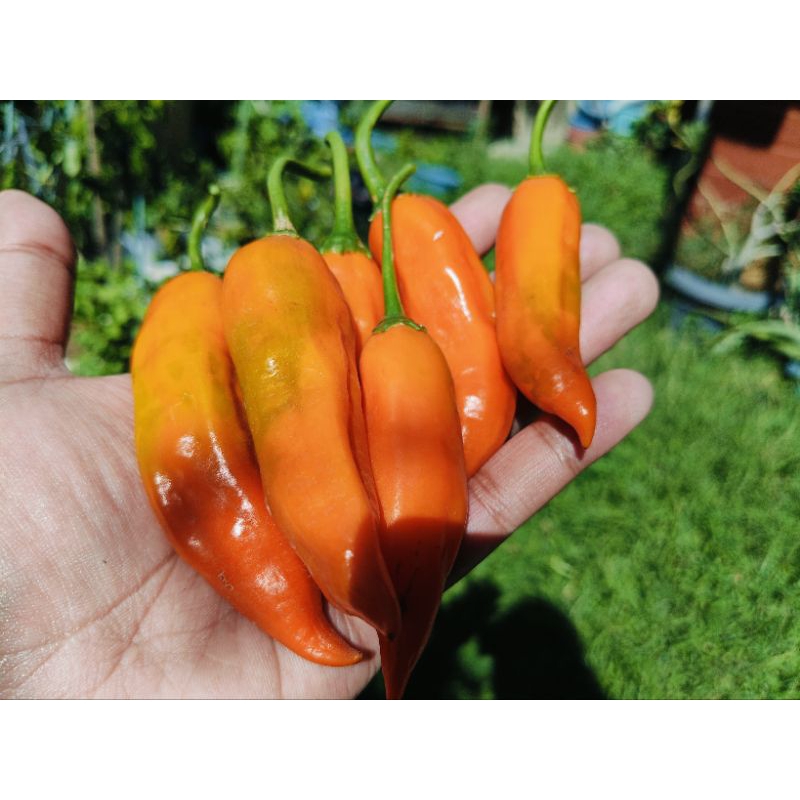 Peruvian Aji Amarillo Pepper Seeds (Capsicum Baccatum) | Shopee Philippines