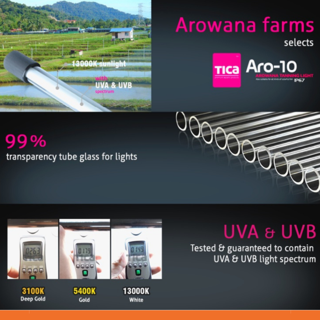 TICA ARO-10 AROWANA T8 TANNING LIGHT WHITE and DEEP GOLD (Packed with Crate) | Shopee Philippines