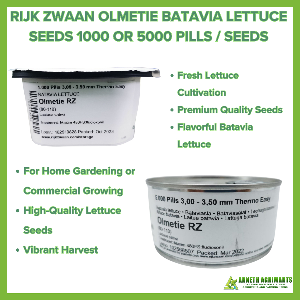 OLMETIE BATAVIA LETTUCE SEEDS BY RIJIK ZWAAN | Shopee Philippines