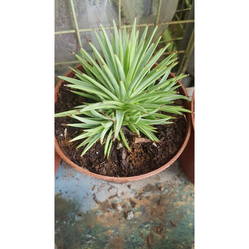 agave toothpick with babies | Shopee Philippines