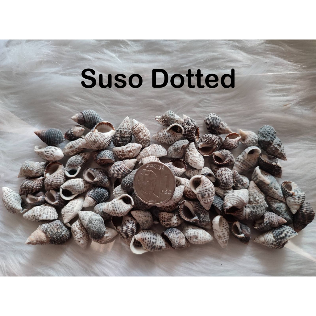 Suso Dotted Sea Shells for Collections, Crafts & Souvenirs (100Grams ...