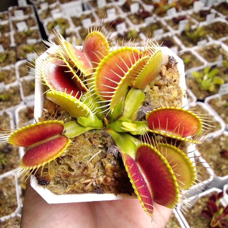 TYPICAL GIANT Venus Flytrap Large (plant eating insect seedling) | Shopee Philippines