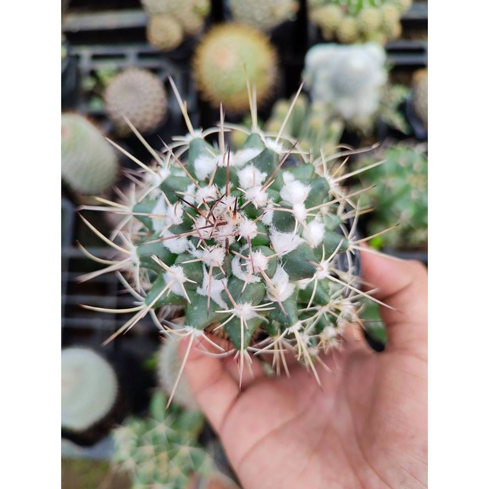 Cotton Cactus (Mammillaria Magnimamma) w/FREE loam soil, plastic pot ...
