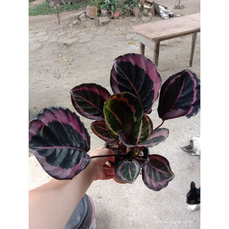 Princess Jessie Calathea : A Stunning Variety with Decorative Beauty ...