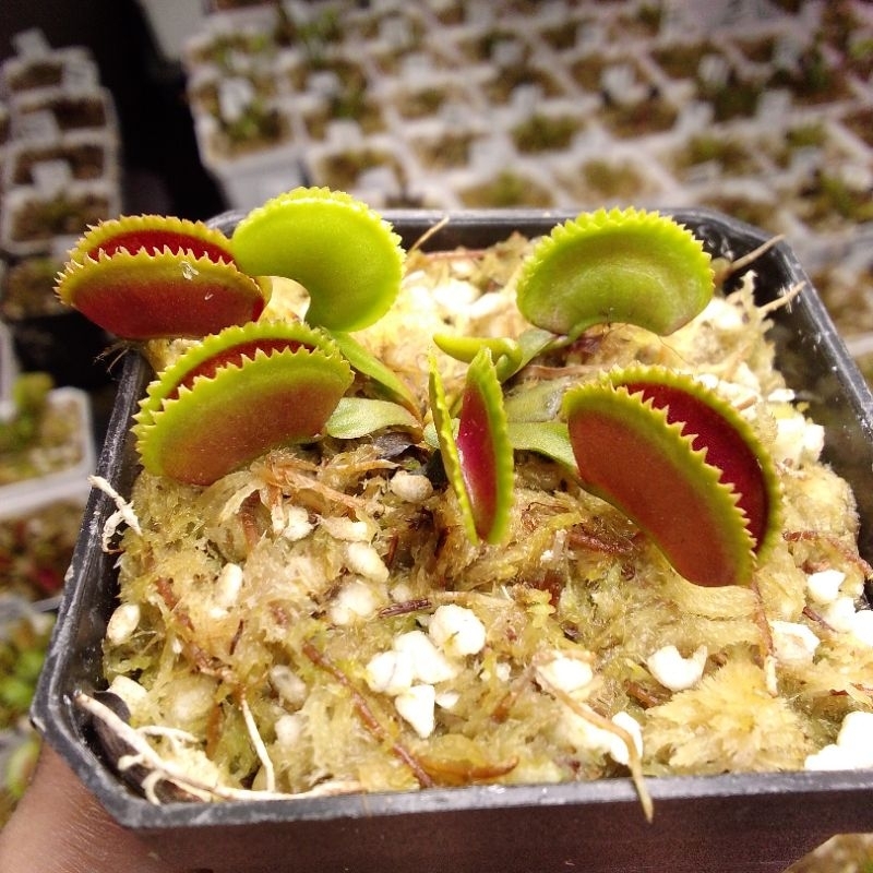 CV DF Venus Flytrap ( potted / carnivorous plant/ seeds ) | Shopee Philippines