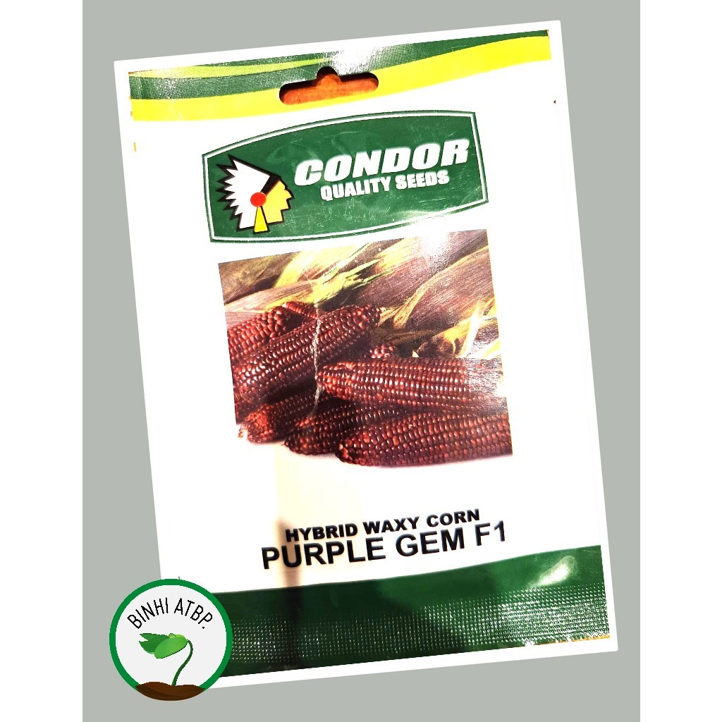 Condor Hybrid Purple Sweet Corn Purple Gem F1 Seeds (10 Gr Pack ...