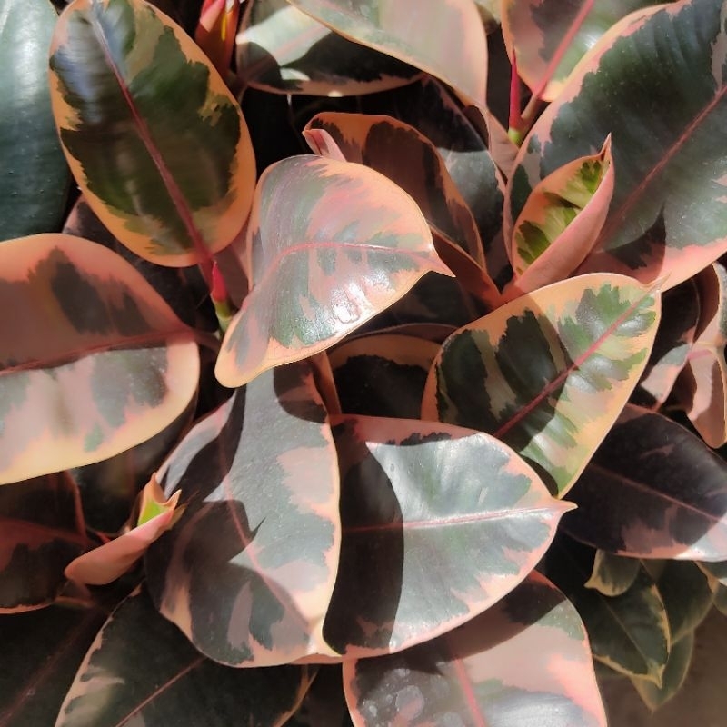 rubber tree ruby(3 in 1 lush) | Shopee Philippines