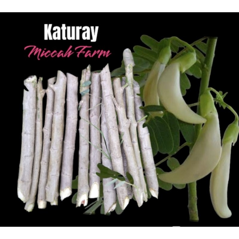 Miccah Farm Katuray seeds | Katuray cuttings seedling bulb 1ft height ...