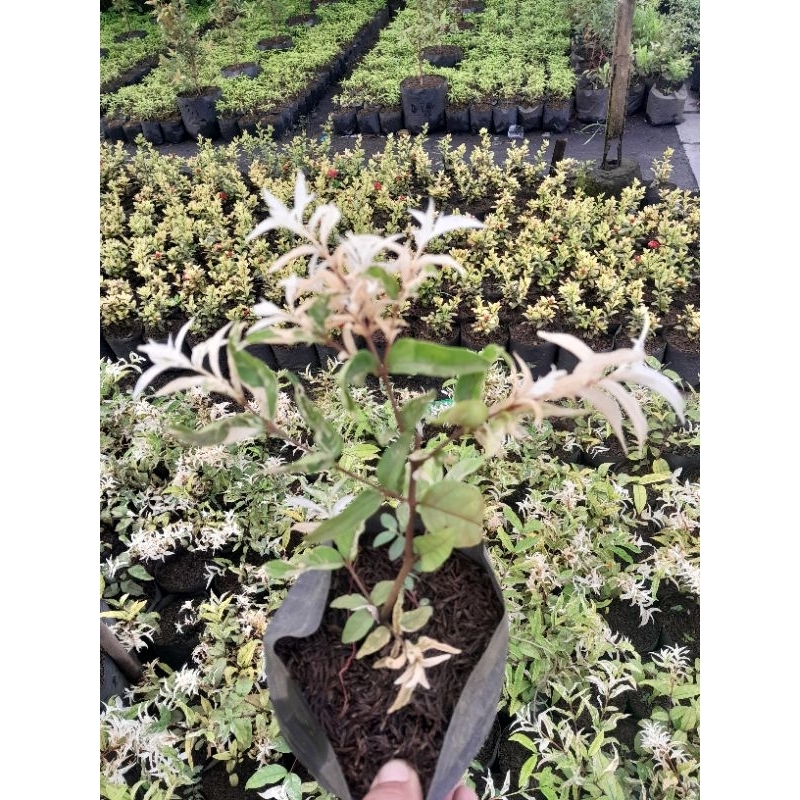 VARIGATED SUAMEI FLOWERING PLANT | Shopee Philippines