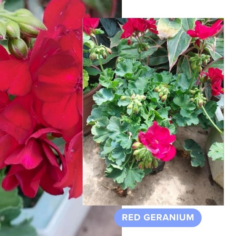 Geranium Red Flowers- Home Owners Best Flowering Plant for patios and ...