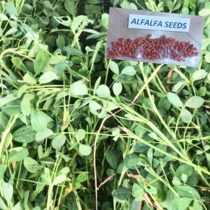 Alfalfa Seeds •150Pcs/Pack• Forage Seeds | Shopee Philippines
