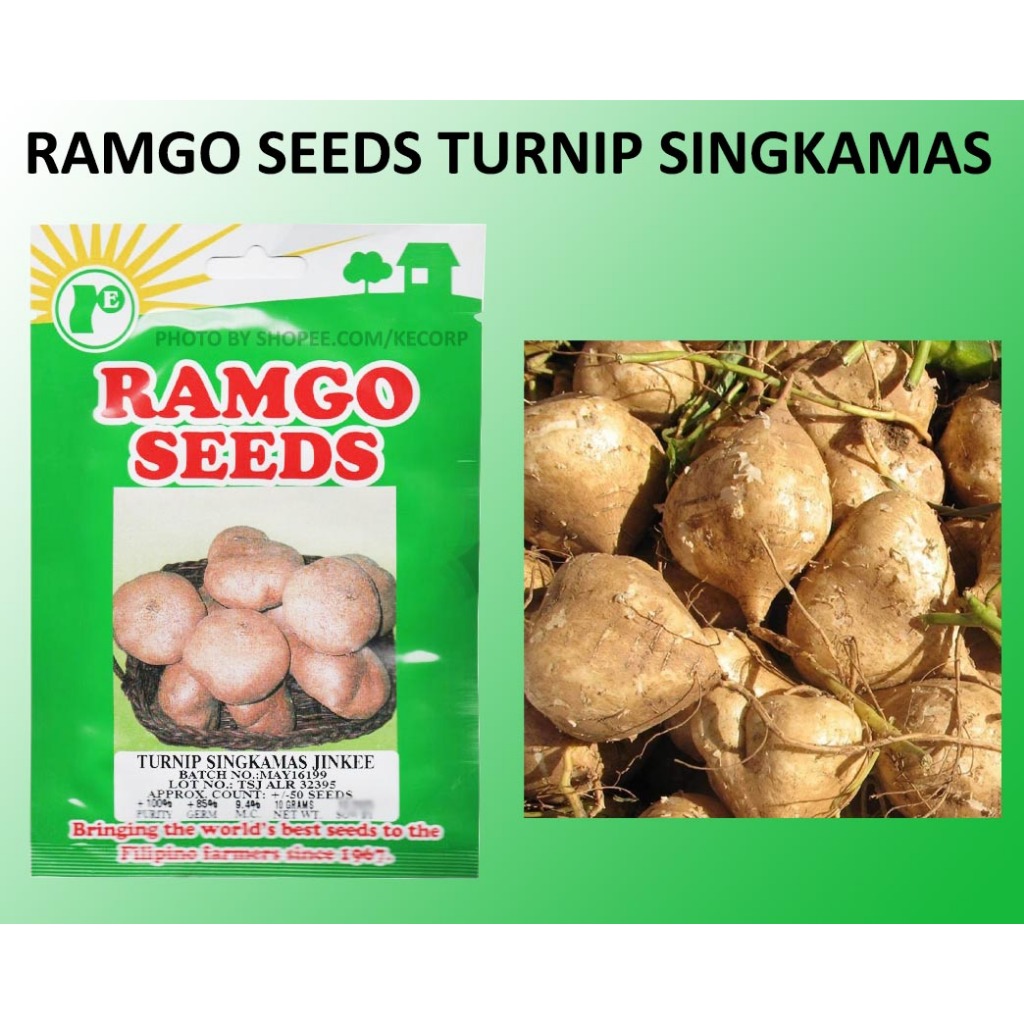 Ramgo Seeds RPD Turnip Singkamas Jinkee Approx: 50 Seeds kcS11207 ...