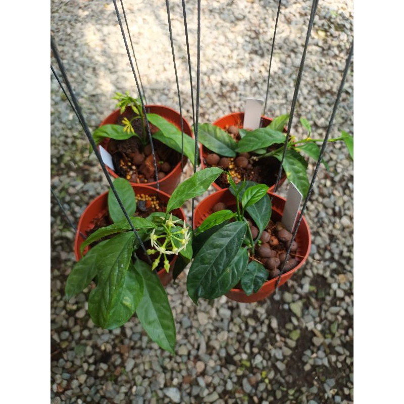 Hoya solokensis ( matured) | Shopee Philippines