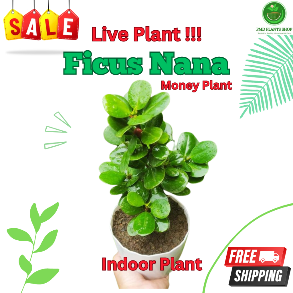 Ficus benjamina 'Nana' Money Tree - Bonsai Plant for Indoor & Outdoor ...