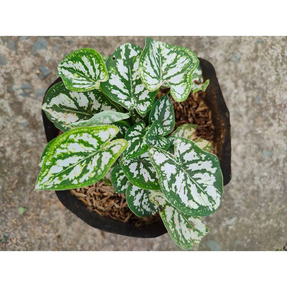 Dwarf Caladium White Christmas with FREE garden soil, plastic pot and ...