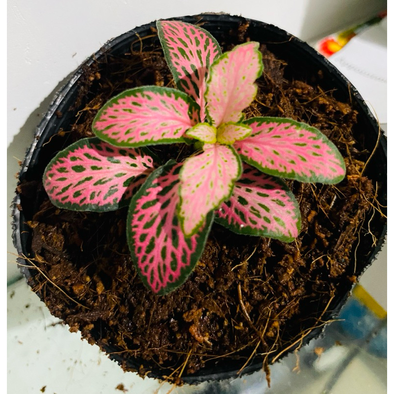 Fittonia Varieties (Single & Small Stem) | 14 Varieties Available ...