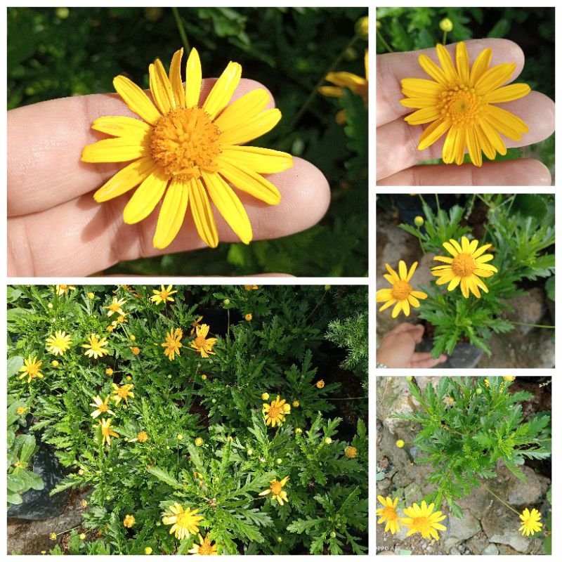 African Bush Daisy [ BULL'S -EYE ] " Euryops Chrysanthemoides ...