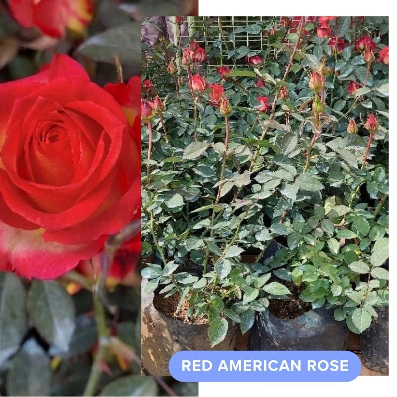 Big American Rose Garden Decoration Red Flowers | Shopee Philippines