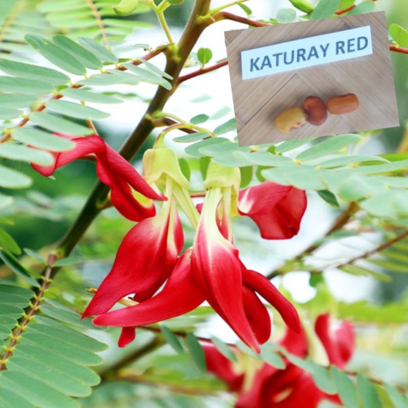 Red Katuday Katuray Seeds (3Pcs/Pack) | Shopee Philippines