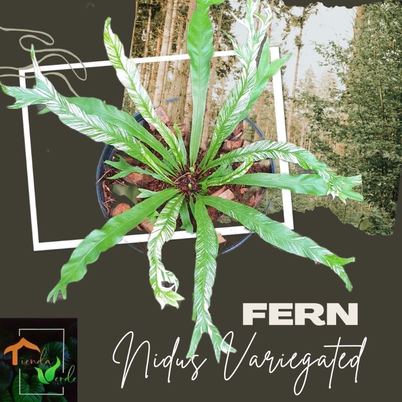 Fern Nidus Variegated in a Pot for House and Garden Decorations ...