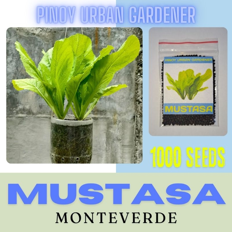 HIGH GERMINATION MUSTASA SEEDS ( 1k Seeds - 6k Seeds) | Shopee Philippines