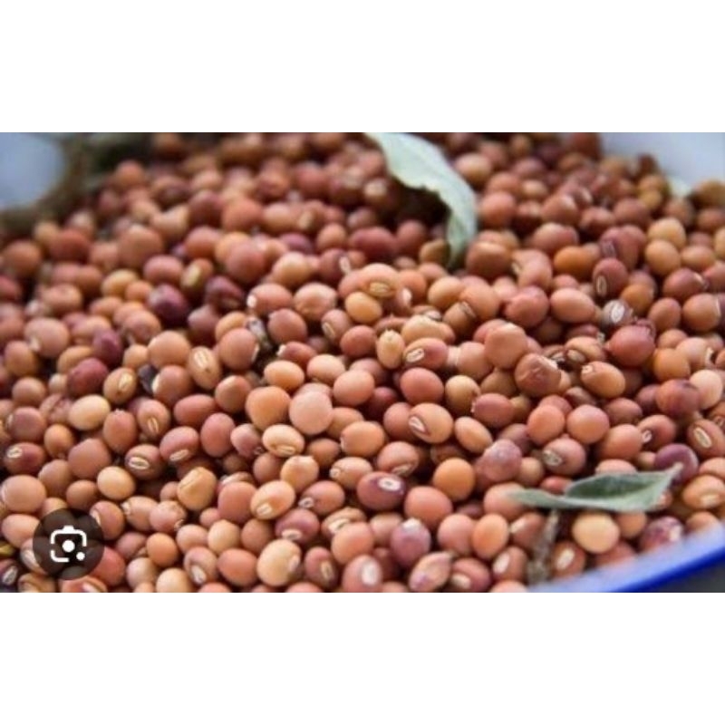 Kardis/Kadyos pigeon pea(15Seeds) | Shopee Philippines