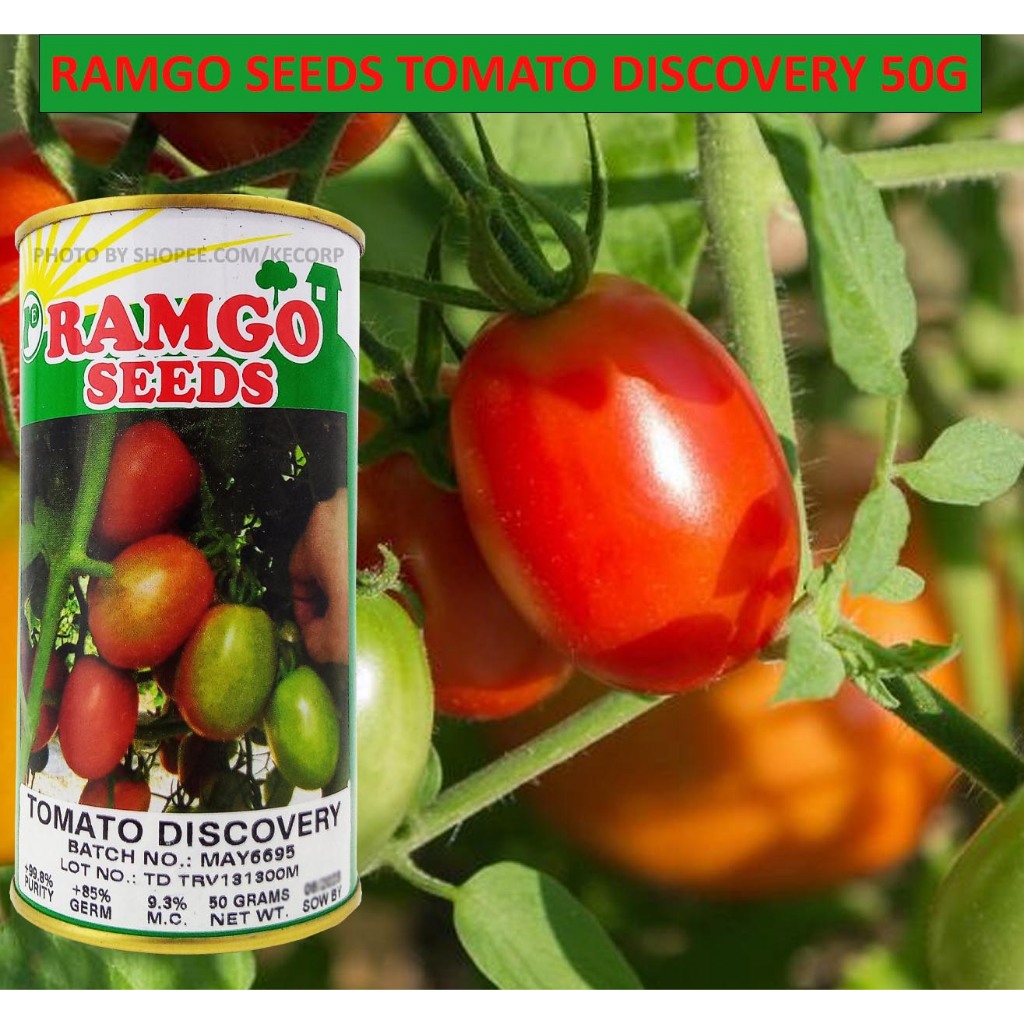 Ramgo Seeds Tin Can Tomato Discovery 50g | Shopee Philippines
