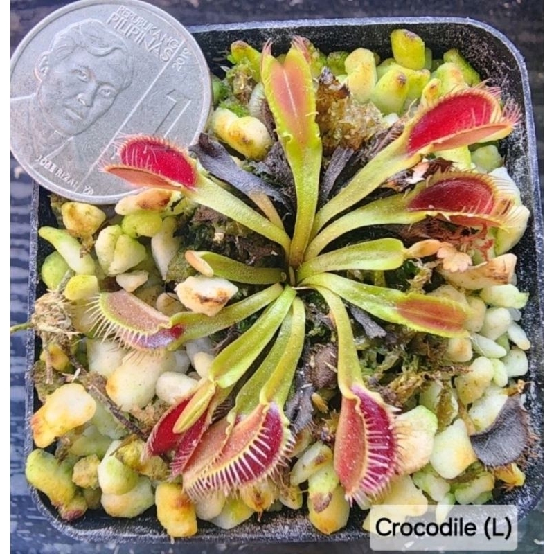 Crocodile Venus Flytrap (Venus Fly trap) | Shopee Philippines