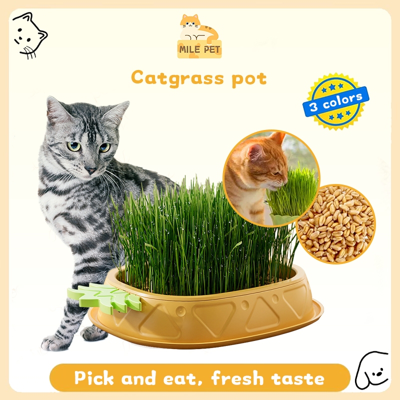 Catnip Grass Kit with Pot Catgrass Hydroponic Planting Box Seeds Organic Cat Grass Cat Snacks ...