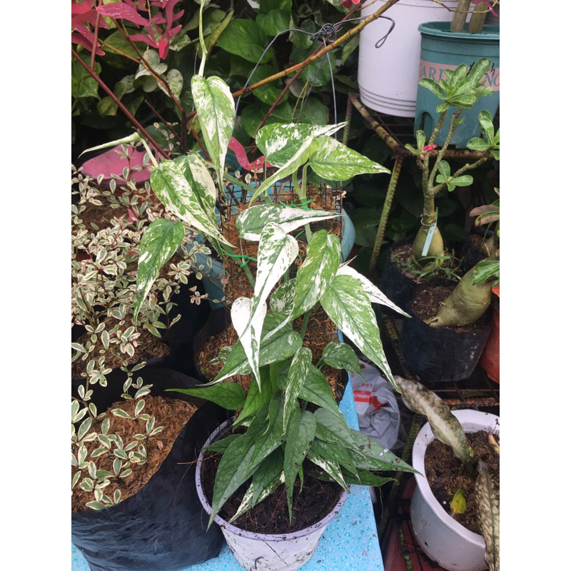 Variegated Cebu blue (juvenile)!! PLEASE READ DESCRIPTION!! | Shopee ...