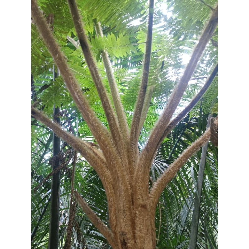 Flying Spider-monkey tree fern Plant | Shopee Philippines