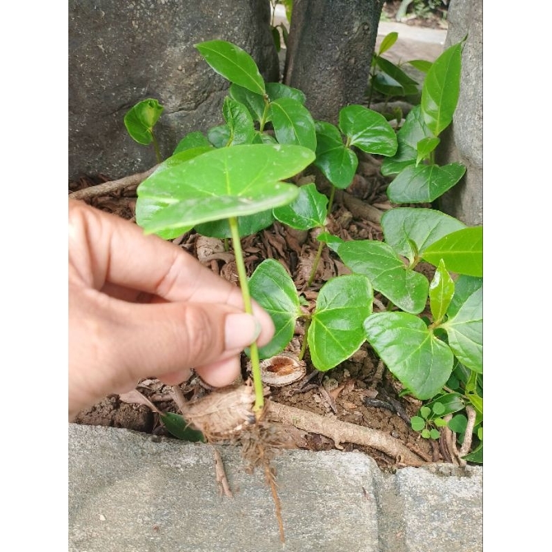 Talisay plant Seedlings live Plant Buy 1 Take 1 Small plant | Shopee ...
