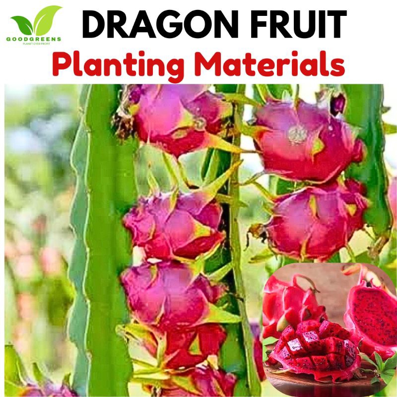 Dragon Fruit Magenta Class A Variety | Prolific Dragon Fruit Cuttings ...