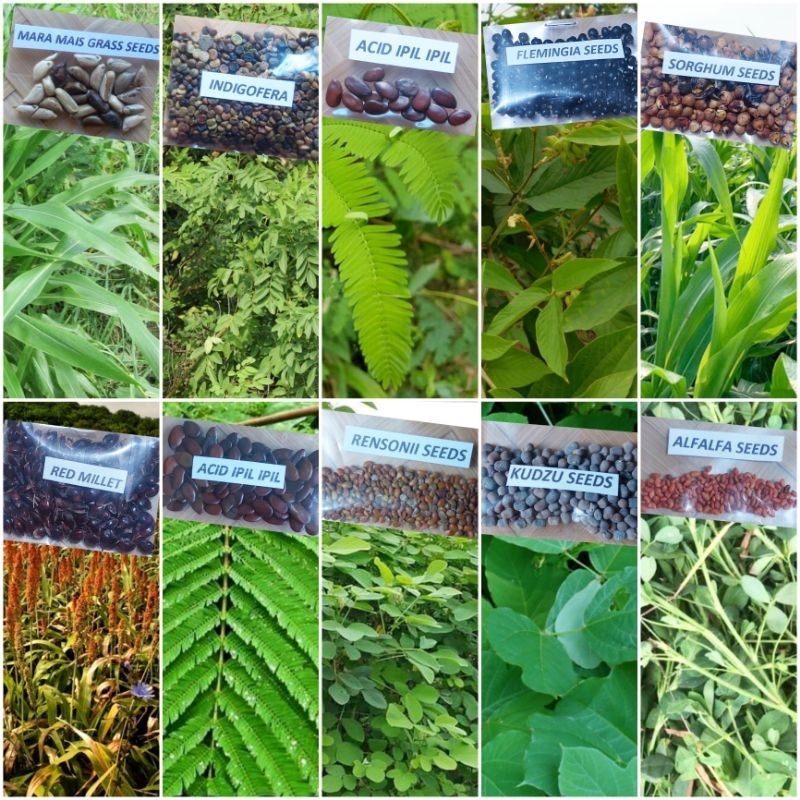 Forage Grass Seeds for Livestocks | Shopee Philippines