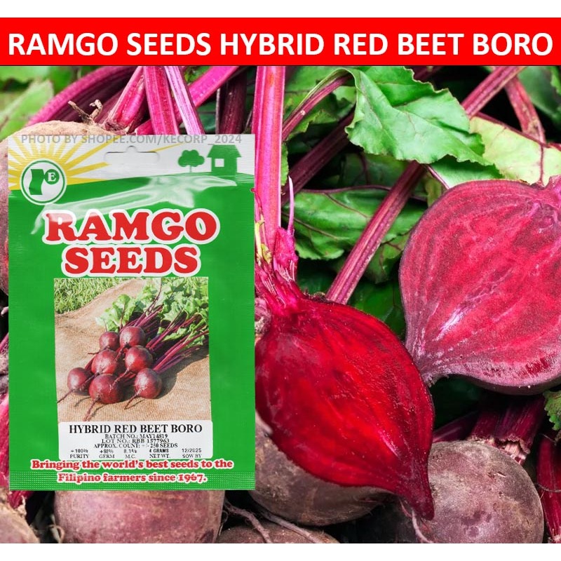 Ramgo RPD Seeds Hybrid Red Beet Boro 4grams_kc241207 | Shopee Philippines