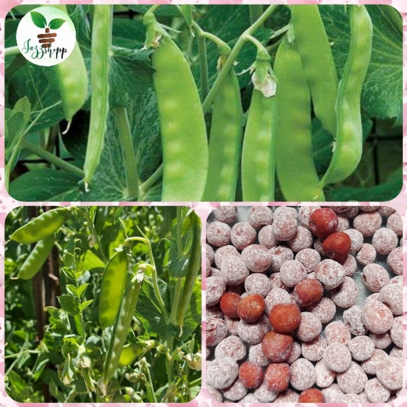 Sitsaro Seeds high germination rate seeds for planting | Shopee Philippines