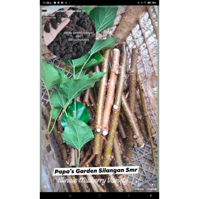 20 pcs Illinois Mulberry cuttings with 2 Free Australian Cuttings ...