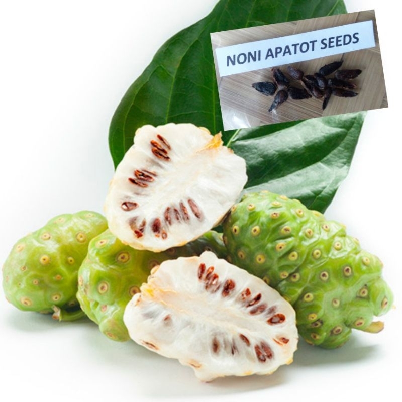 Noni Apatot Seeds (15Pcs/Pack) for Tree Planting | Shopee Philippines