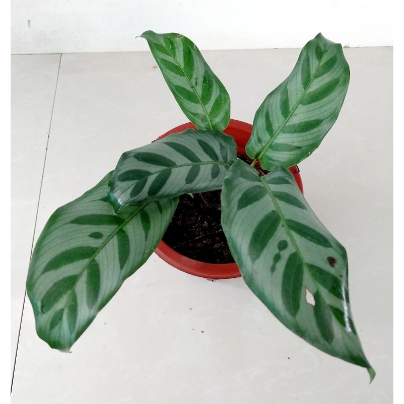 Calathea Bella / Bella calathea | Shopee Philippines