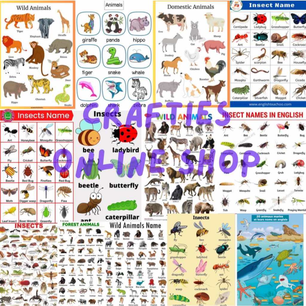 Laminated A4 Size Chart for Kids Learning Sea Animals Domestic Animals ...