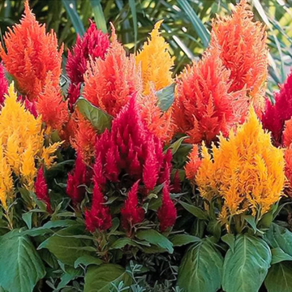 2000PCS/PACK Mixed Varieties Celosia Plumosa Flower Seeds for Planting ...