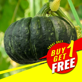 Squash Kabocha Seeds - Japanese Squash Seeds - Squash Seeds - Heirloom ...